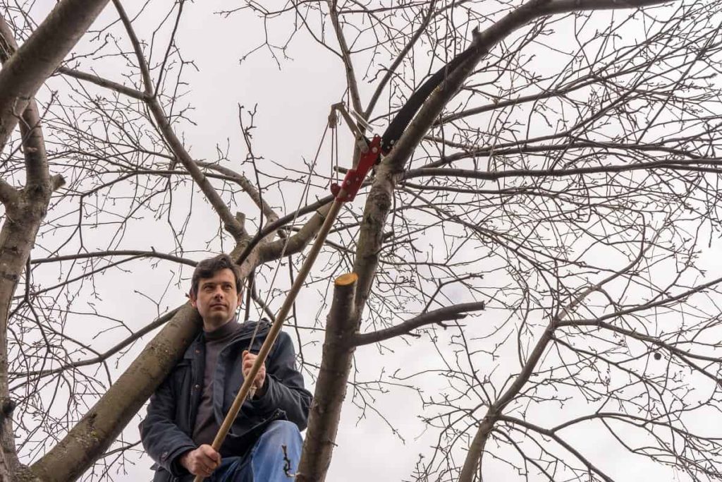 Best Tree Pruner of 2020: Top Five Picks | Best Yard Tools